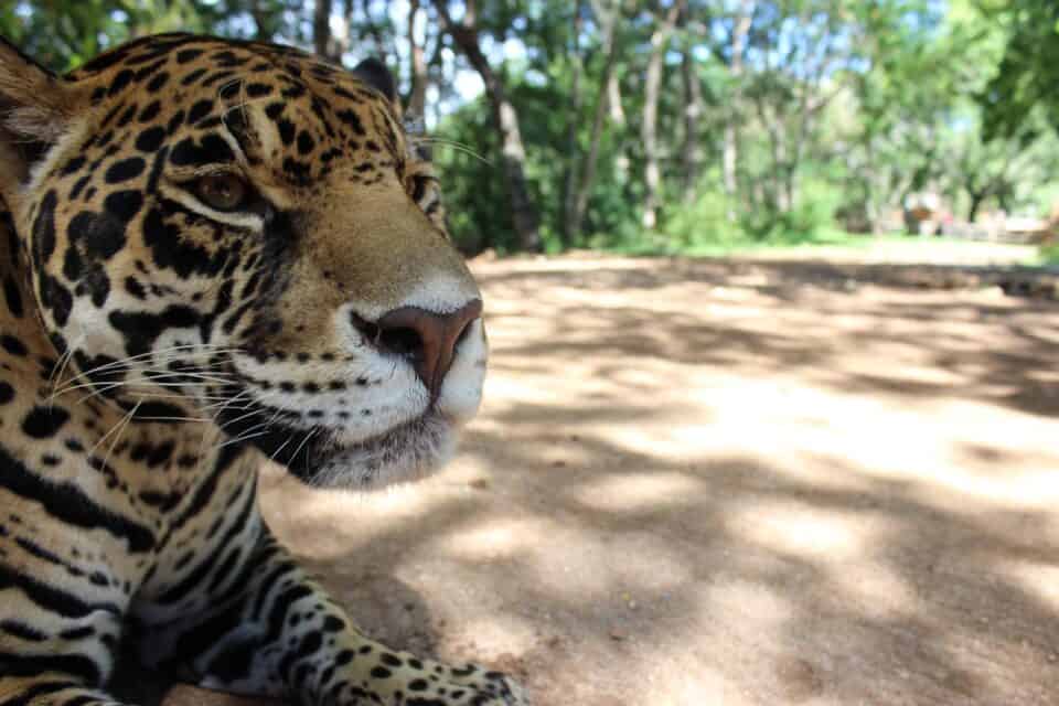 Mexican Safari: A Close Encounter of the Jaguar Kind