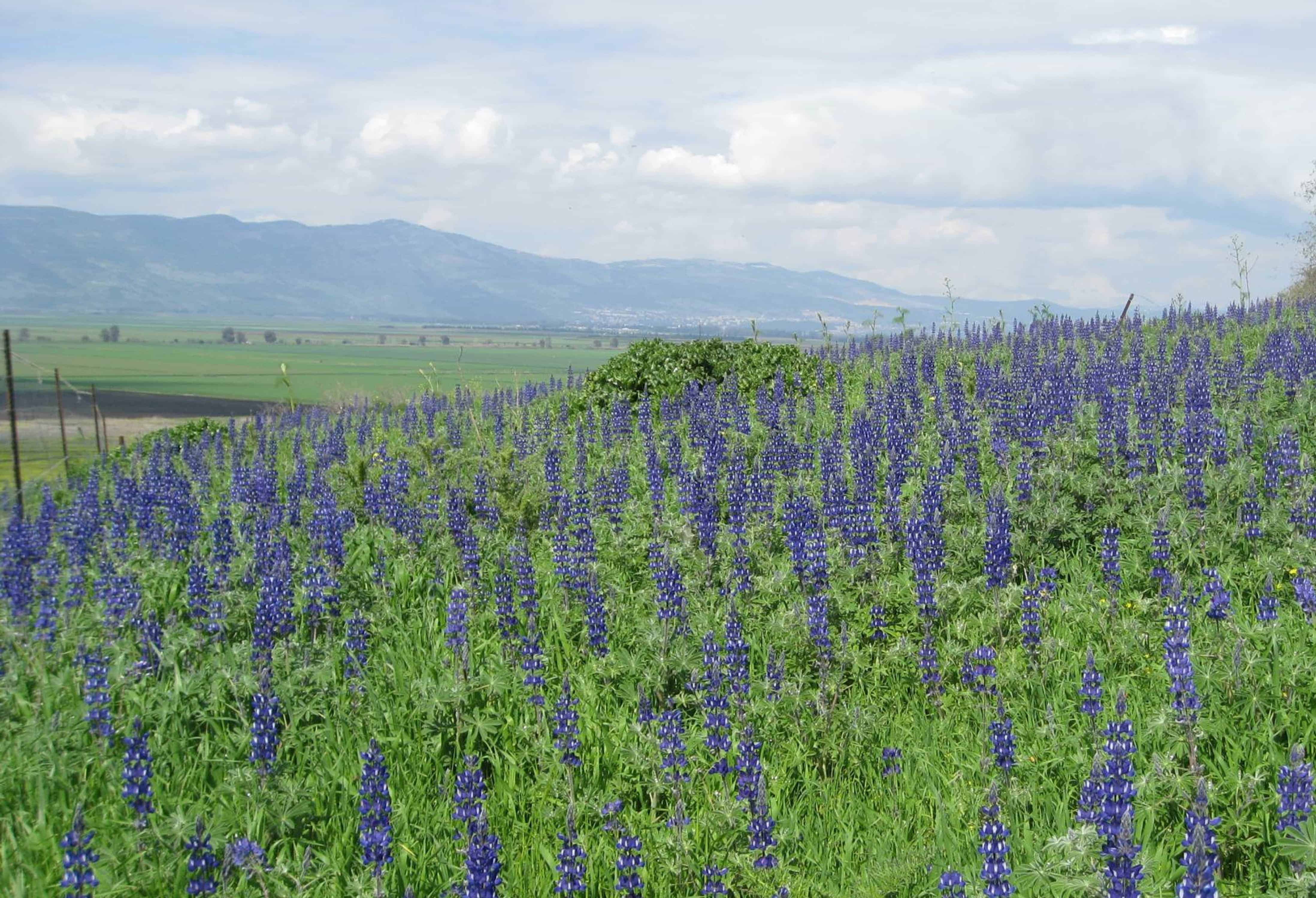 Golan Trail: Hiking in Northern Israel - Go Backpacking