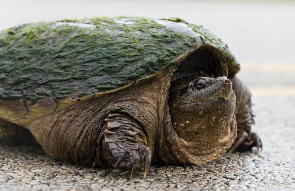 7 Must-See Places for Reptile Lovers in the U.S.