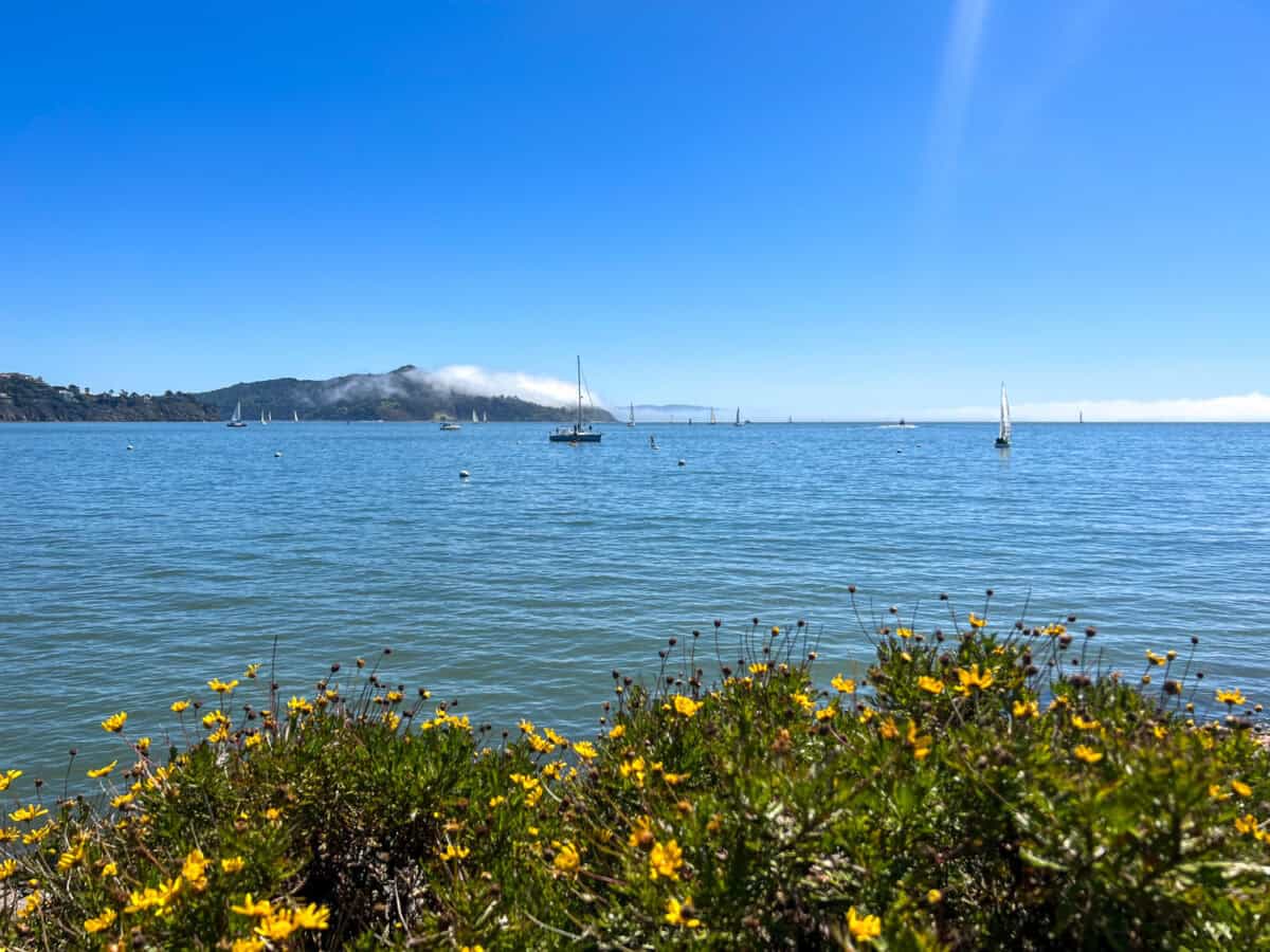 Alcatraz with Muir Woods and Sausalito Tour (San Francisco)