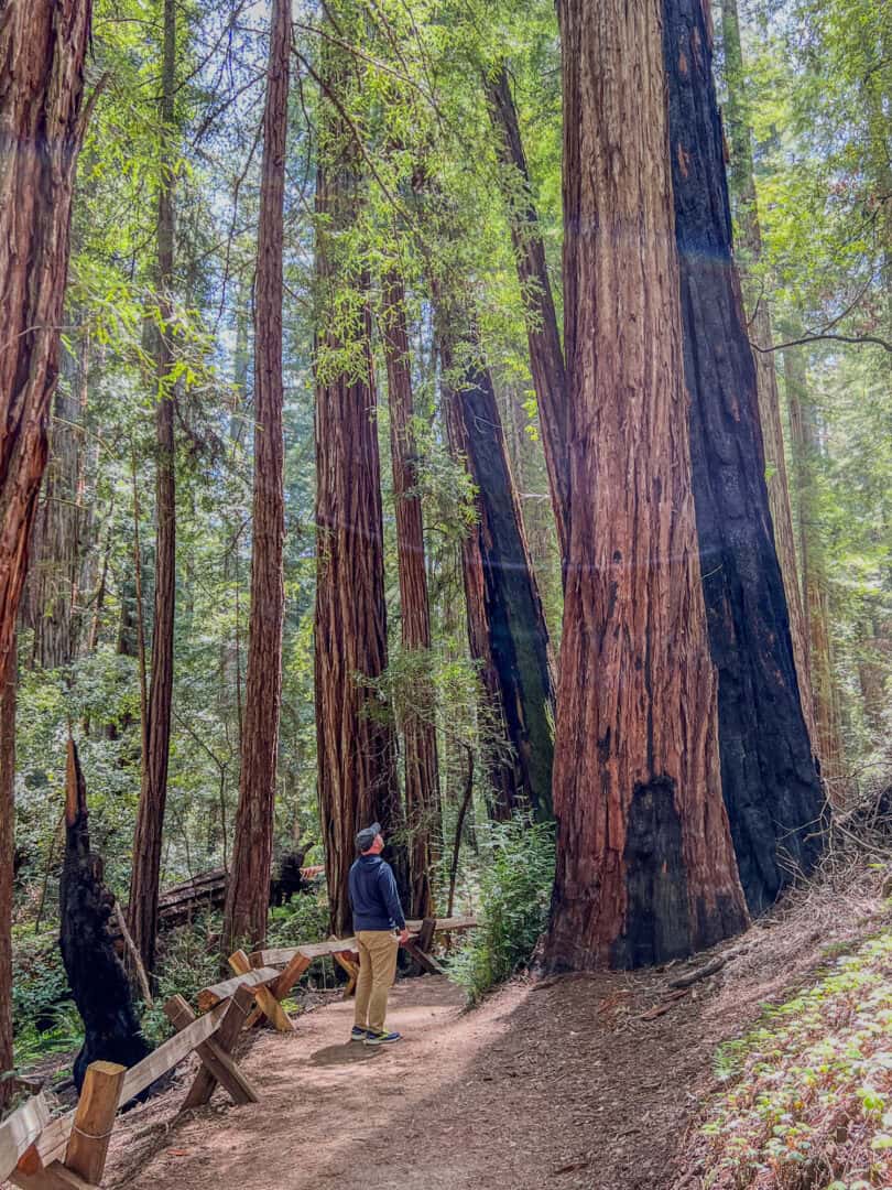 Armstrong Redwoods SNR: A Walk Among Giants in California
