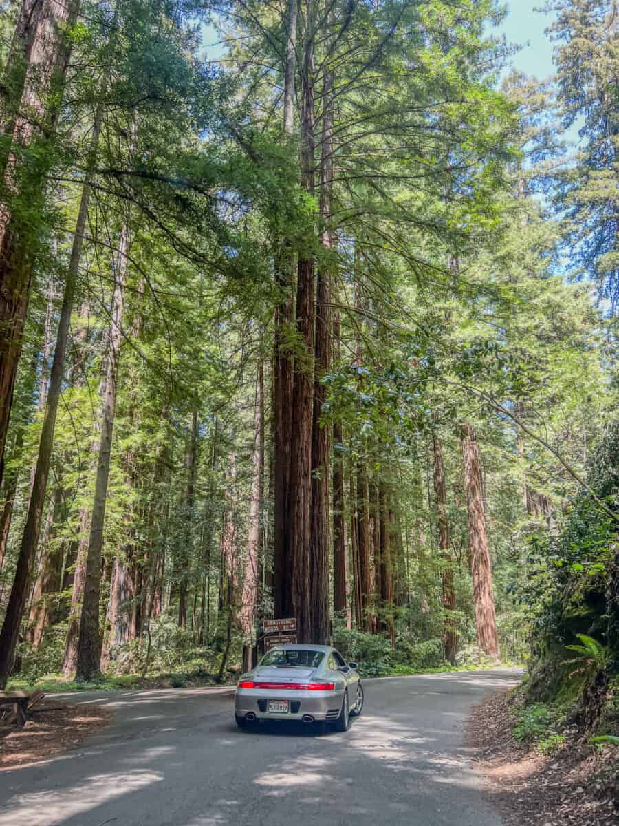 Armstrong Redwoods SNR: A Walk Among Giants in California