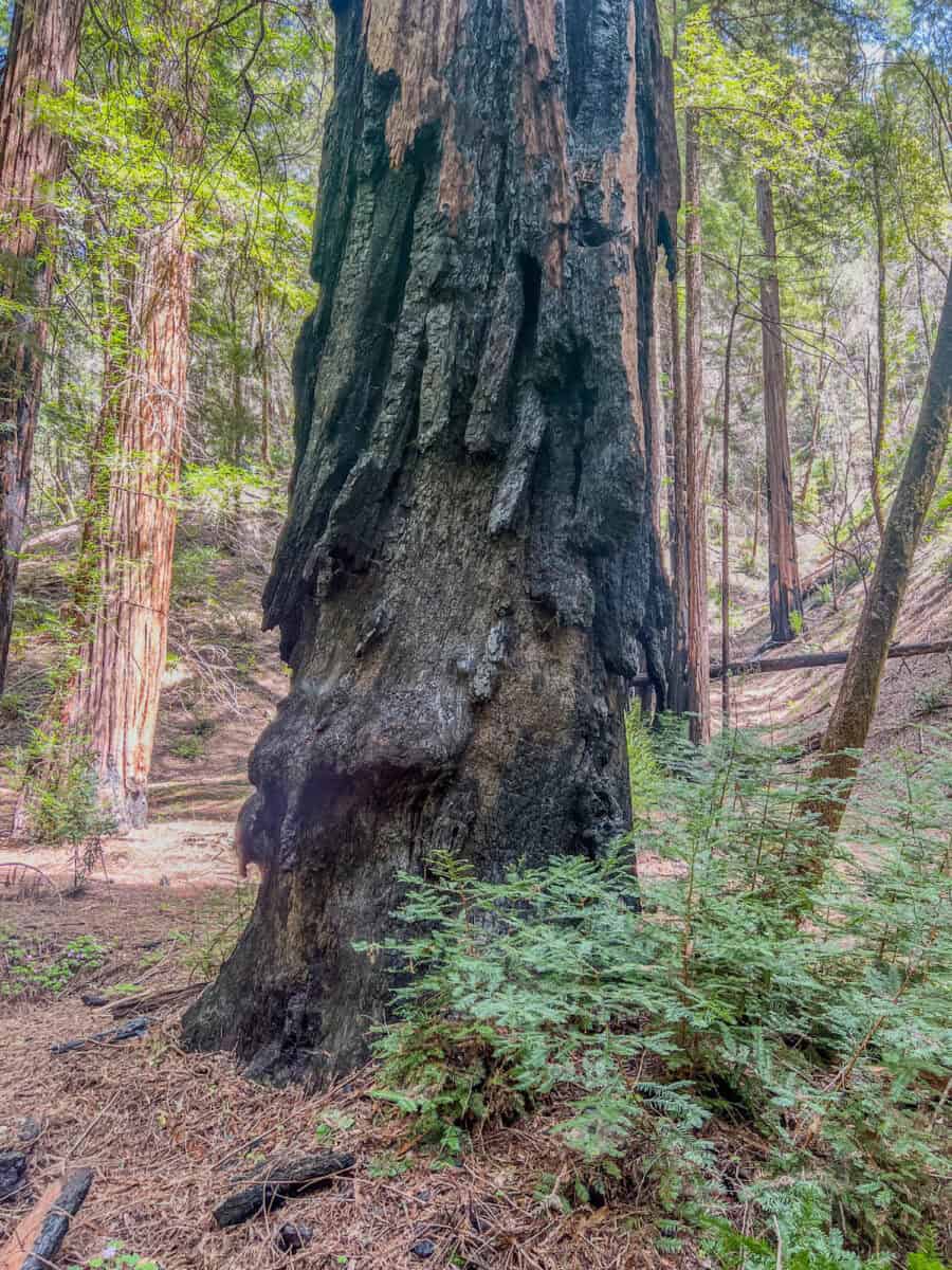 Armstrong Redwoods SNR: A Walk Among Giants in California