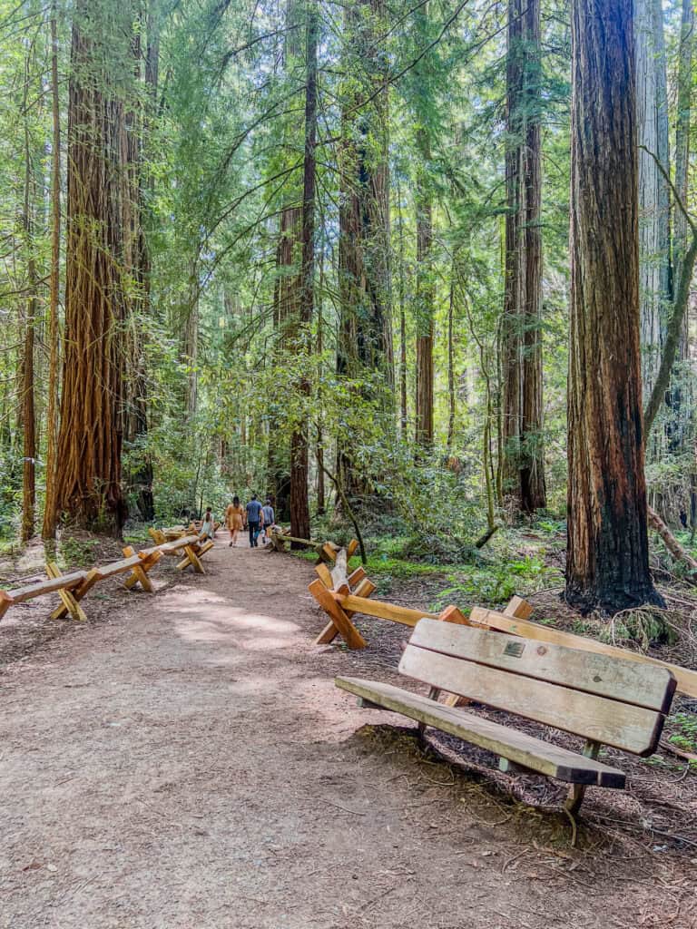 Armstrong Redwoods SNR: A Walk Among Giants in California