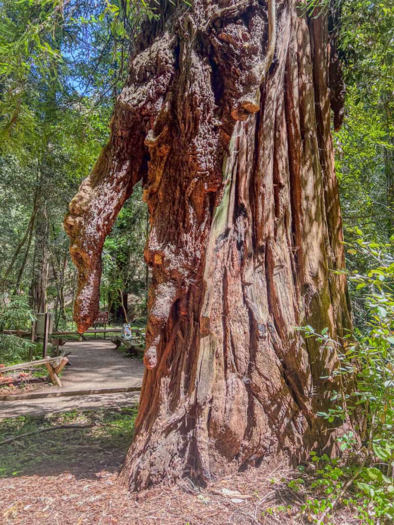 Armstrong Redwoods SNR: A Walk Among Giants in California