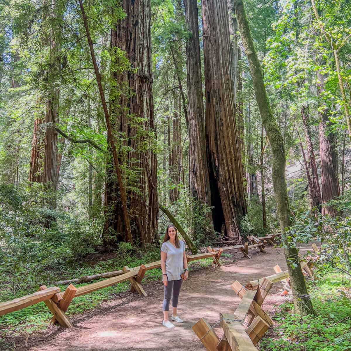 Armstrong Redwoods SNR: A Walk Among Giants in California