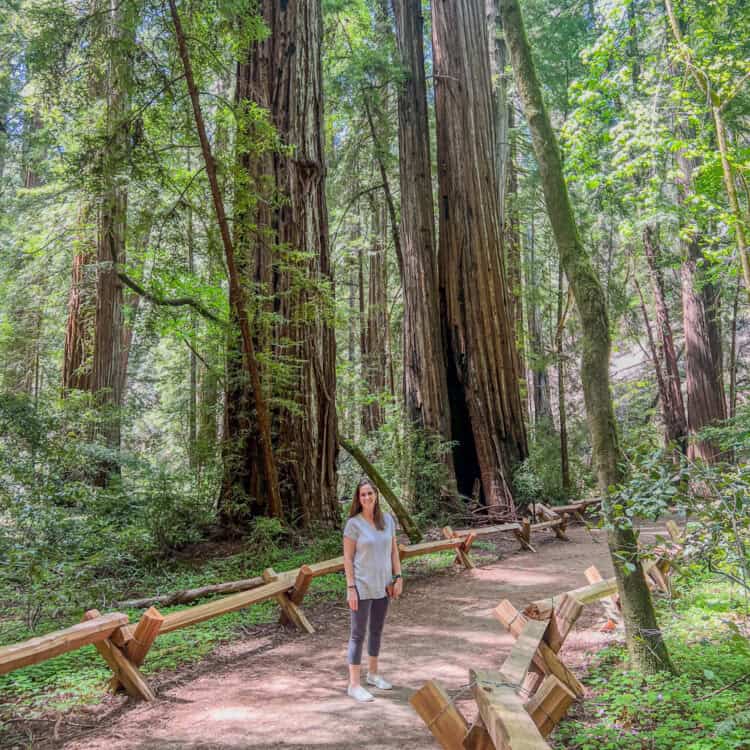 Armstrong Redwoods SNR: A Walk Among Giants in California