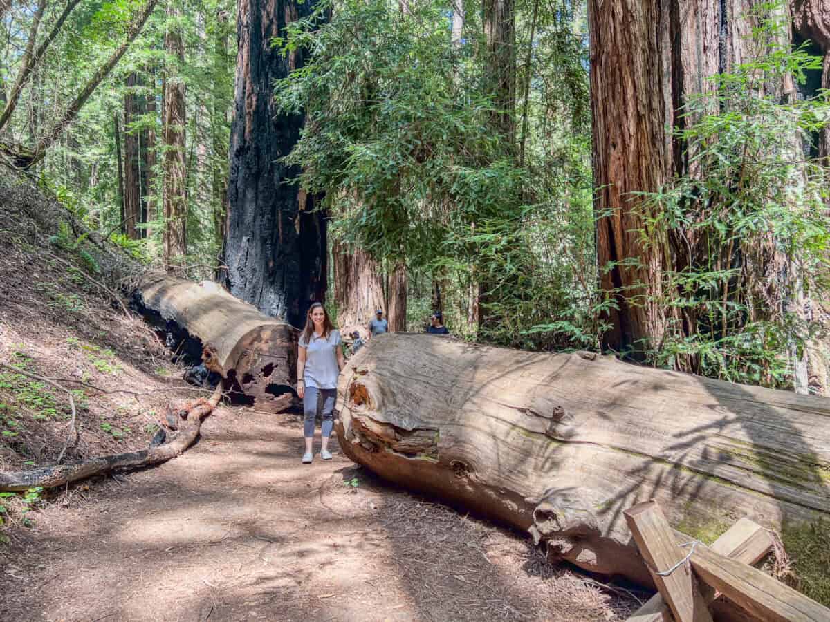 Armstrong Redwoods SNR: A Walk Among Giants in California