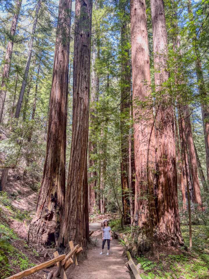 Armstrong Redwoods SNR: A Walk Among Giants in California