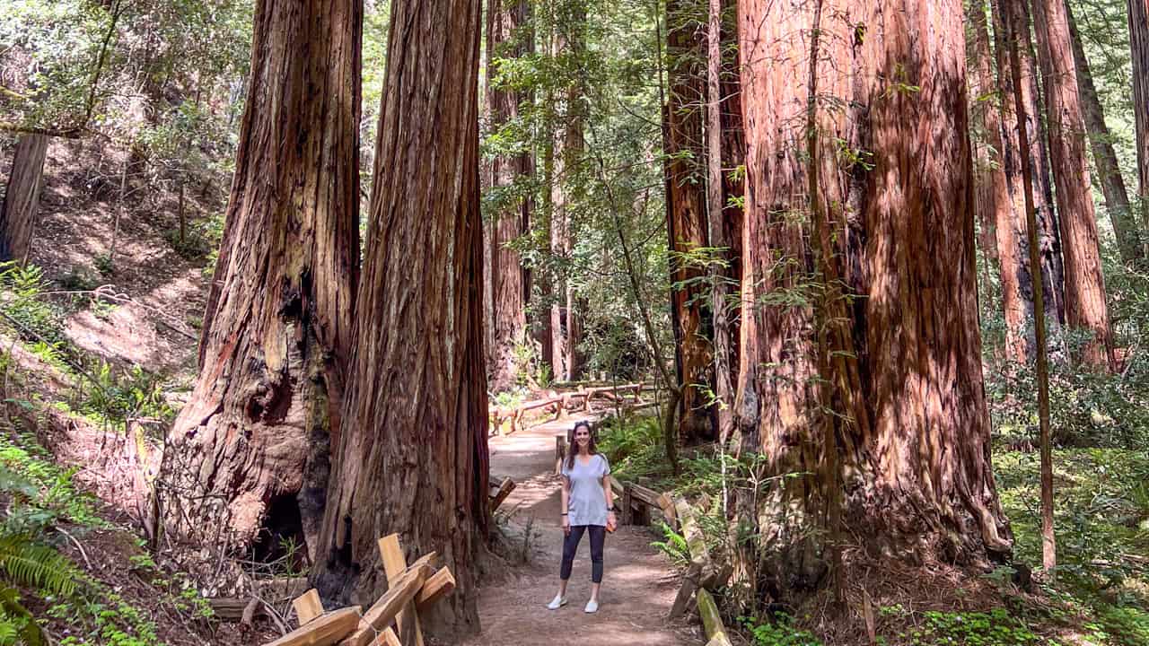 Armstrong Redwoods SNR: A Walk Among Giants in California