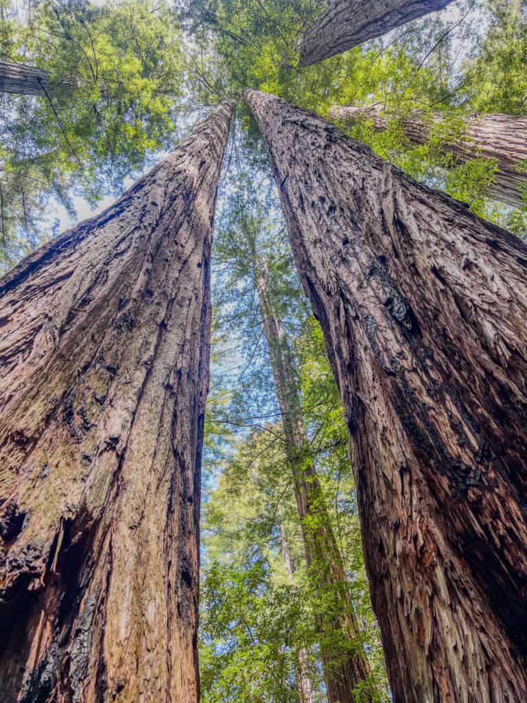 Armstrong Redwoods SNR: A Walk Among Giants in California