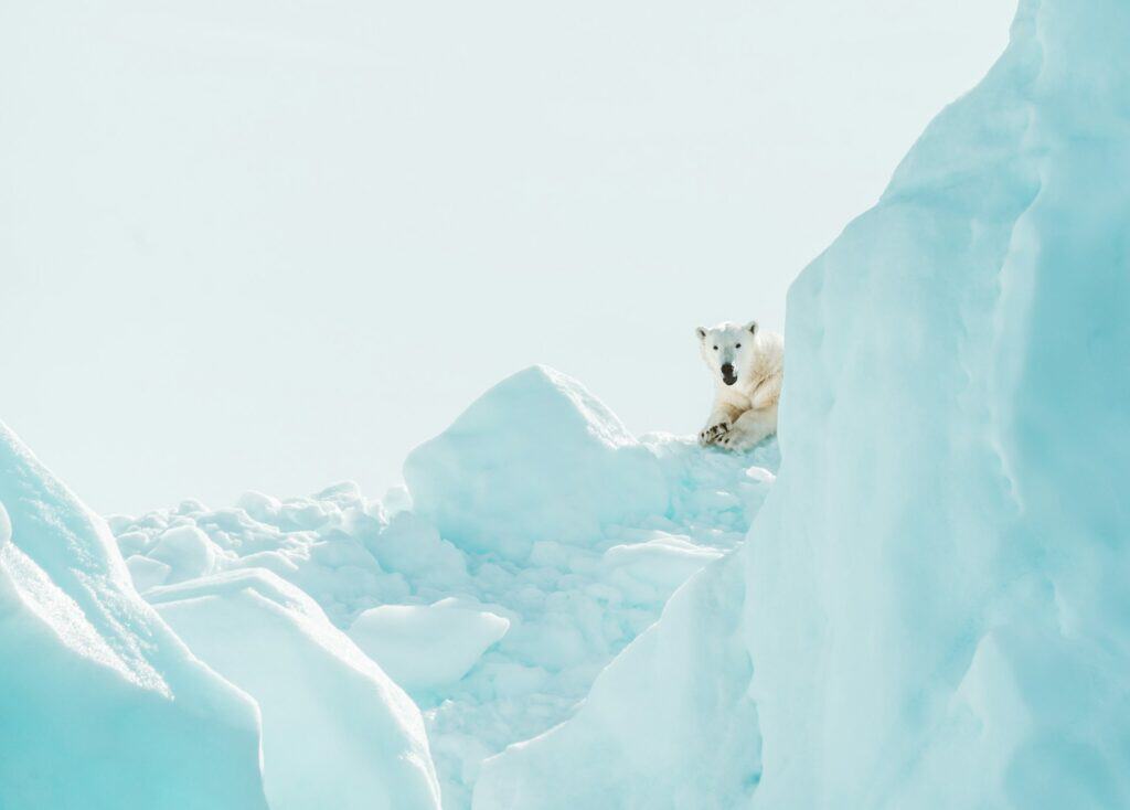 Best Arctic Expedition Cruises for Serious Polar Travelers